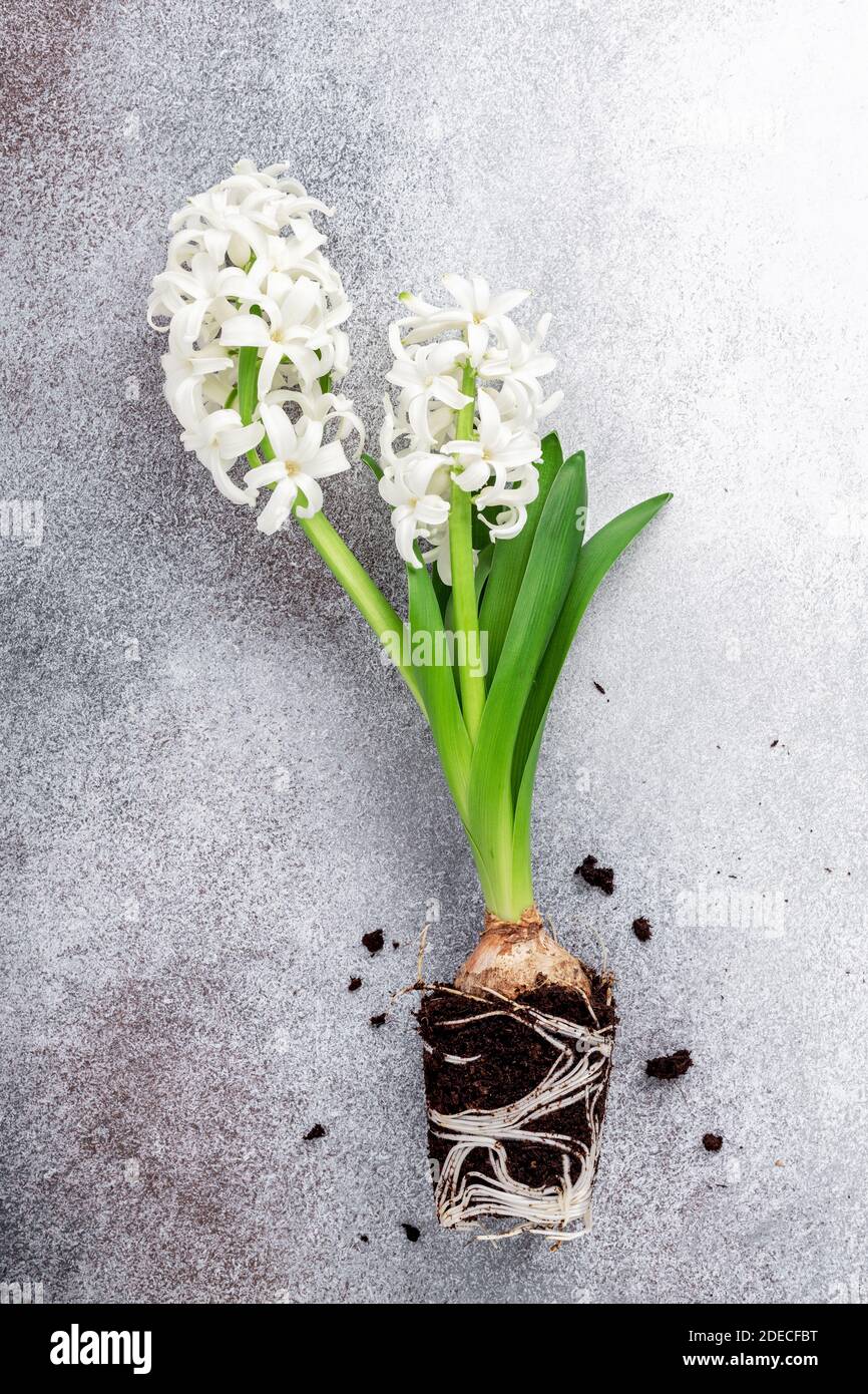 Top view of white hyacinth flowers on stone background. Concept of home ...