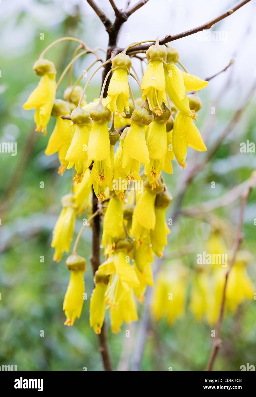 New zealand laburnum hi-res stock photography and images - Alamy