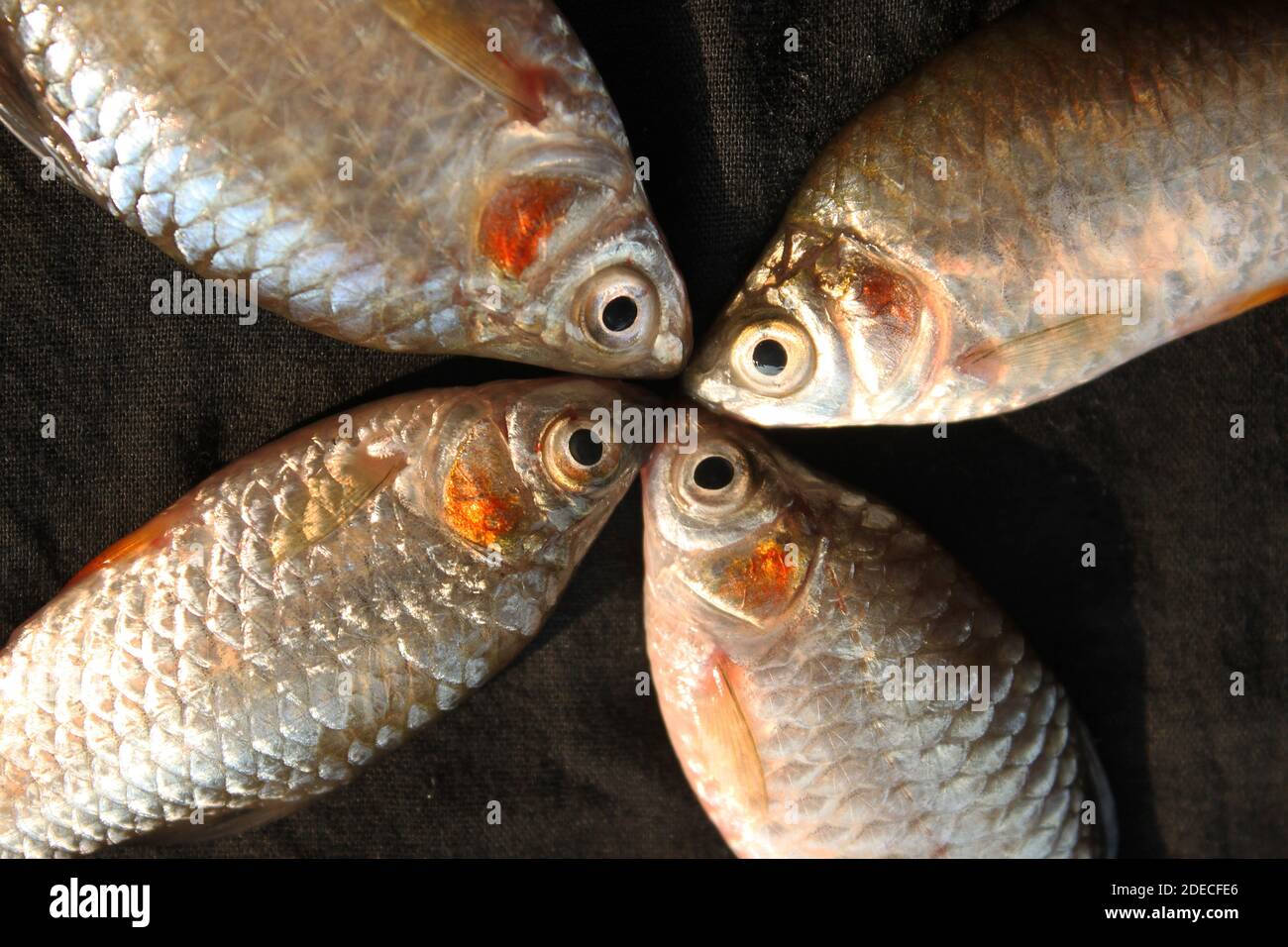 Bangladeshi fishing hi-res stock photography and images - Alamy