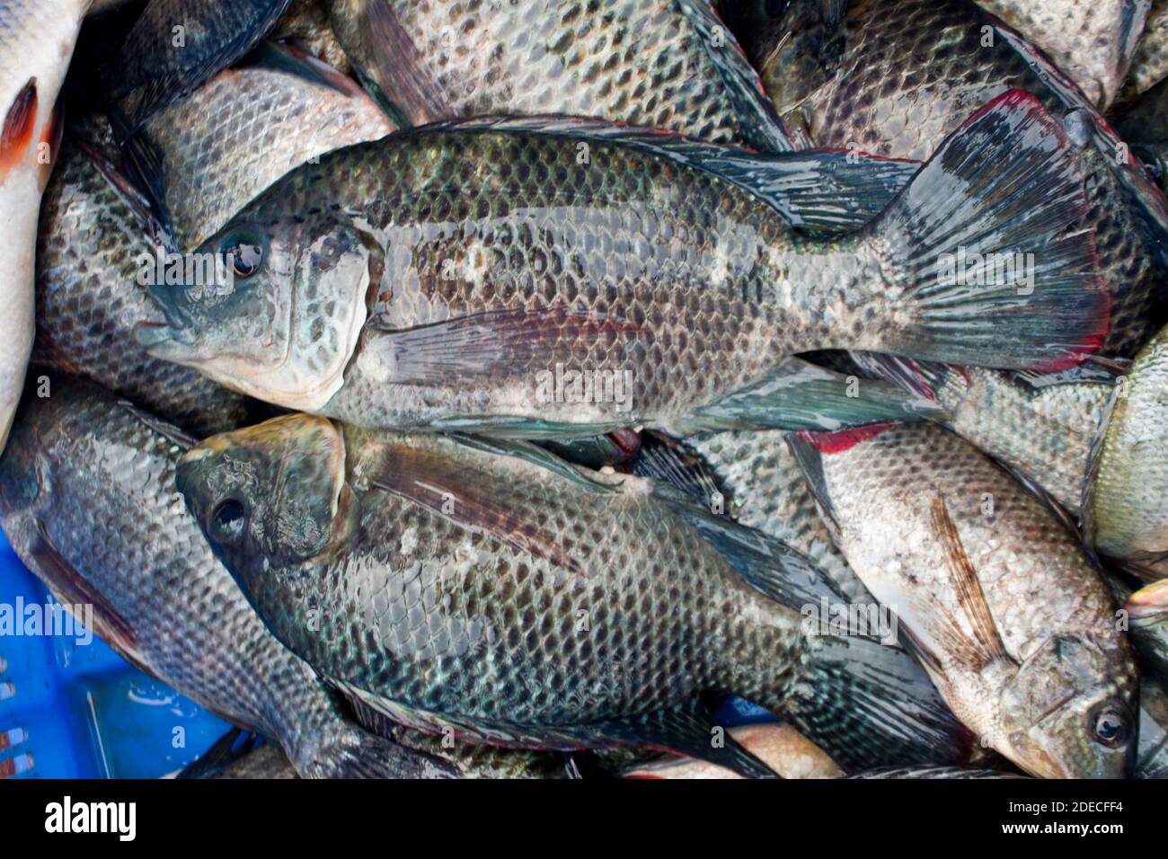 Assorted Bangladeshi local fishes. Khulna, Bangladesh Stock Photo - Alamy