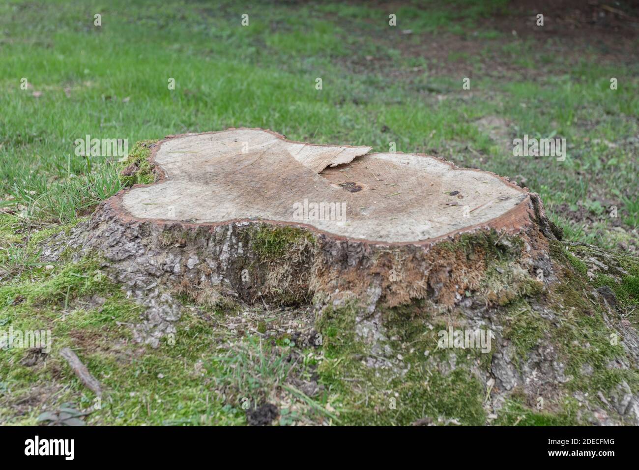 Tree cut in the forest Stock Photo - Alamy