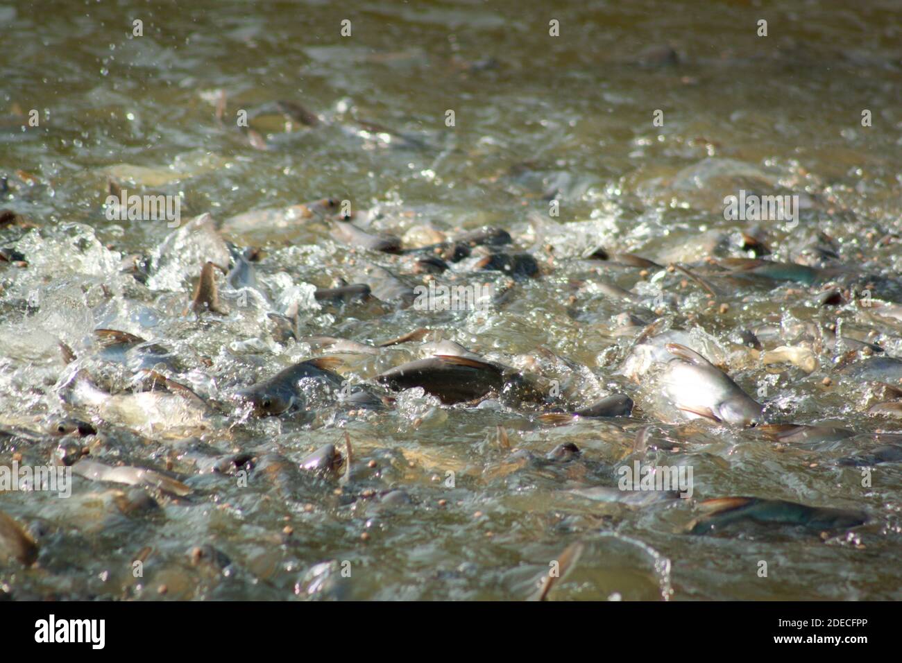 Pangas Fish in a pond. Khulna, Bangladesh Stock Photo - Alamy