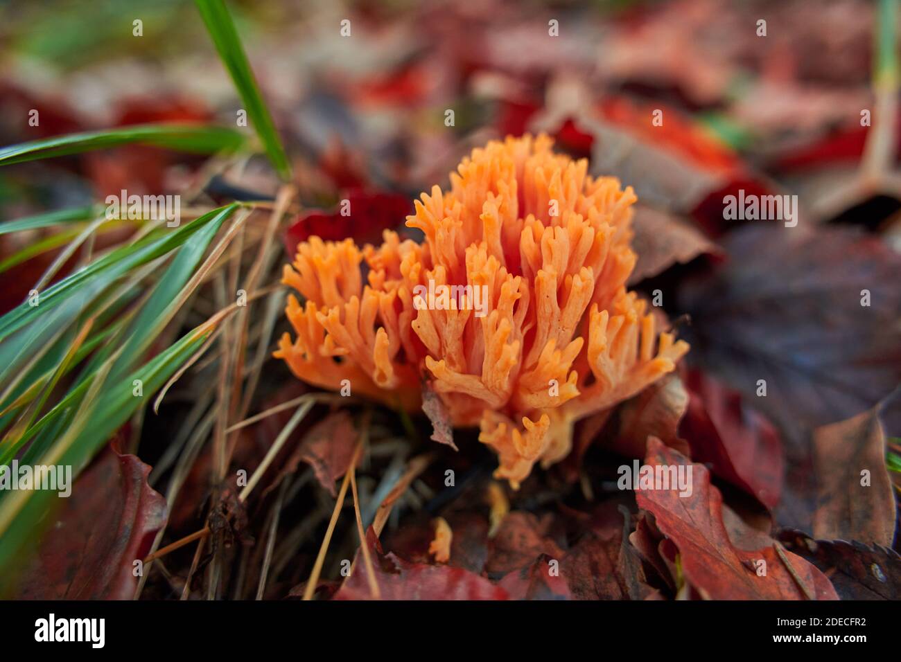 Coral mushroom (Ramaria botrytis) also known as pink-tipped fungi Stock ...