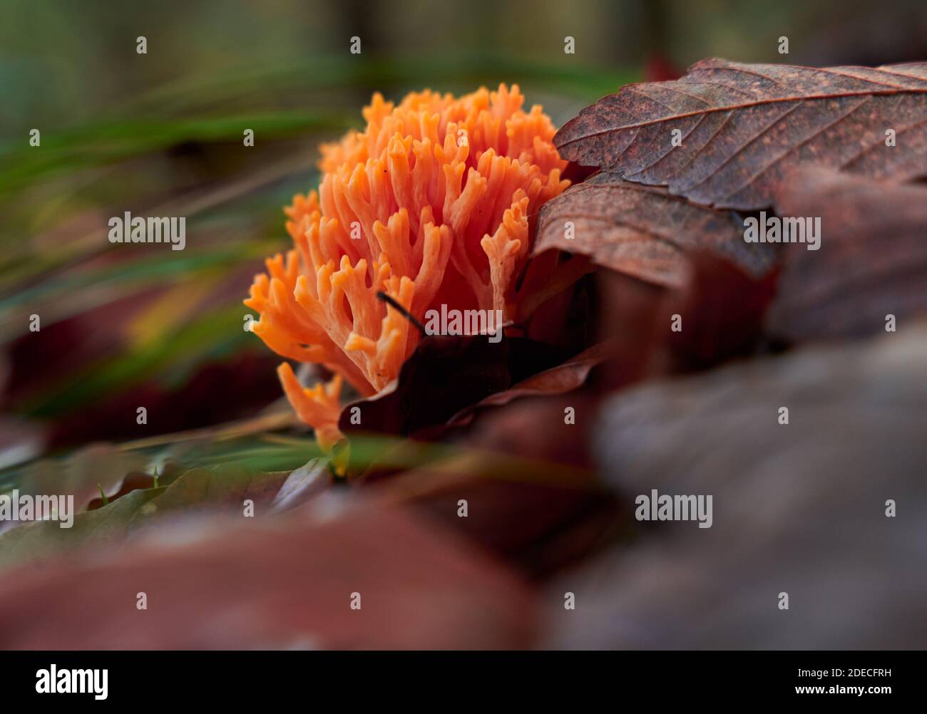 Coral mushroom (Ramaria botrytis) also known as pink-tipped fungi Stock ...