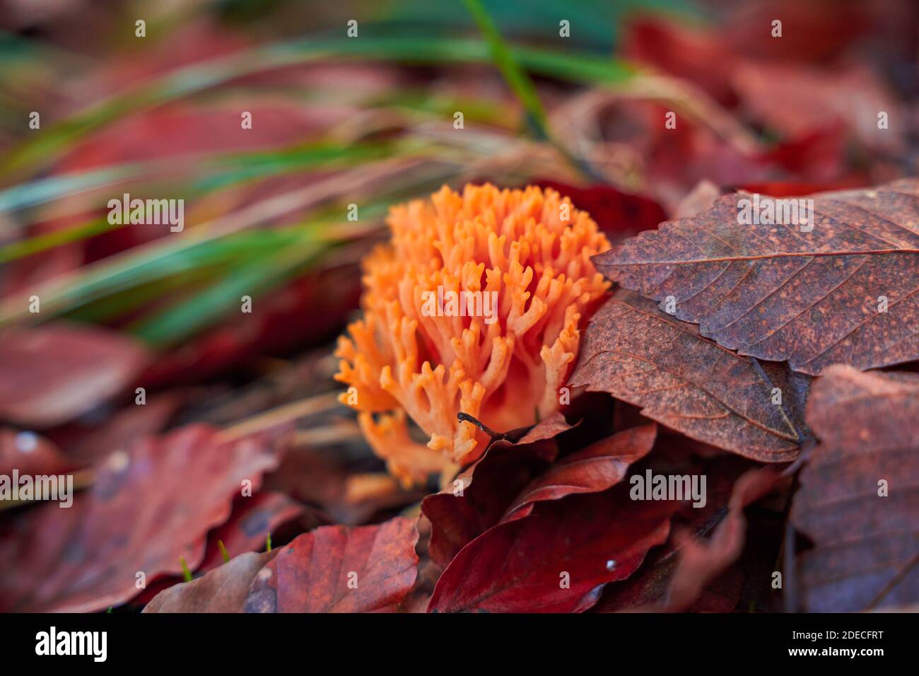 Ramaria botrytis hi-res stock photography and images - Alamy