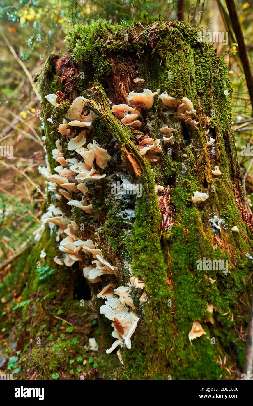 White parasite mushrooms growing on a tree stump Stock Photo - Alamy