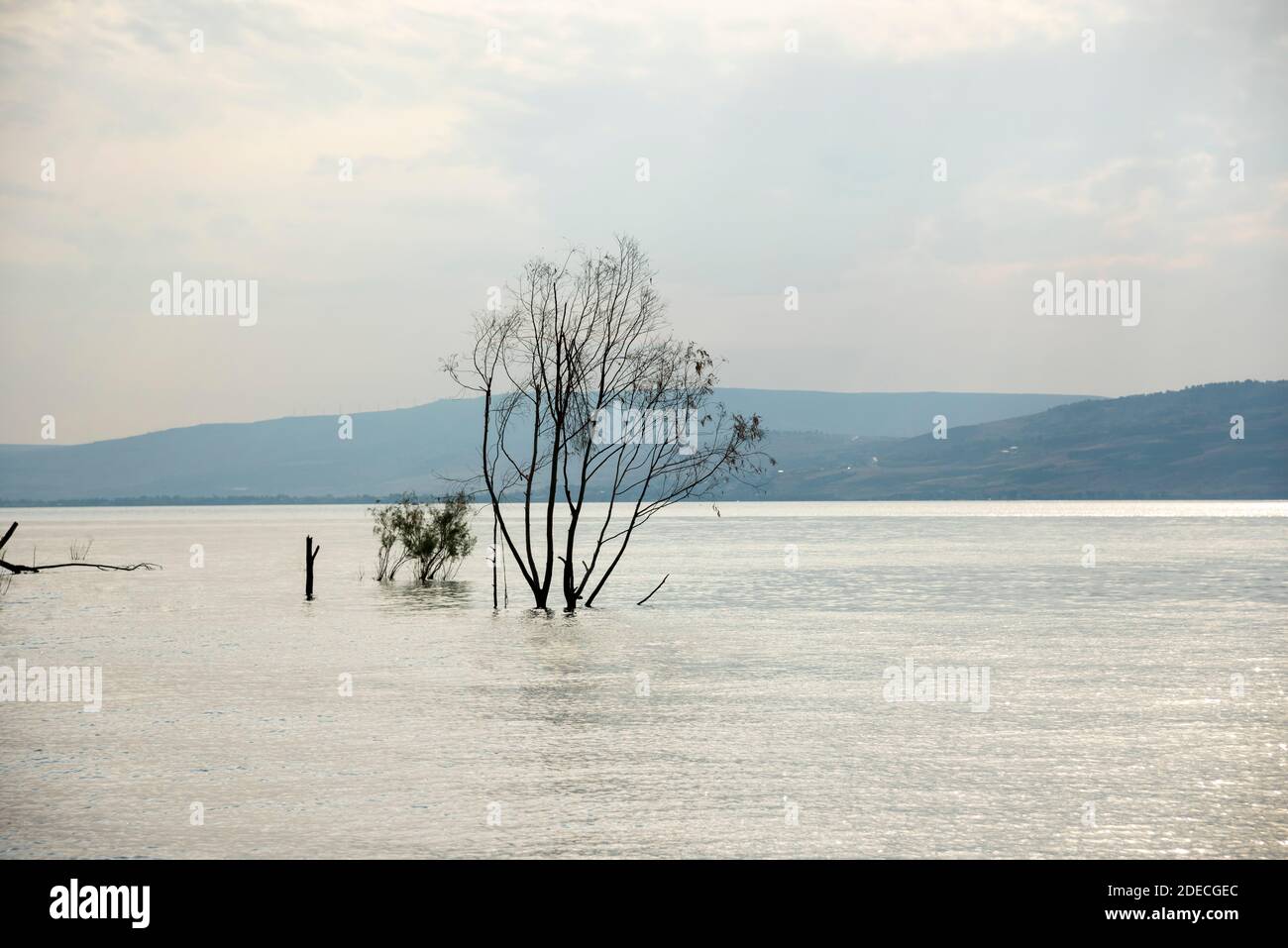 Trees and tree trunks sunk inside the Sea of Galilee. High quality ...