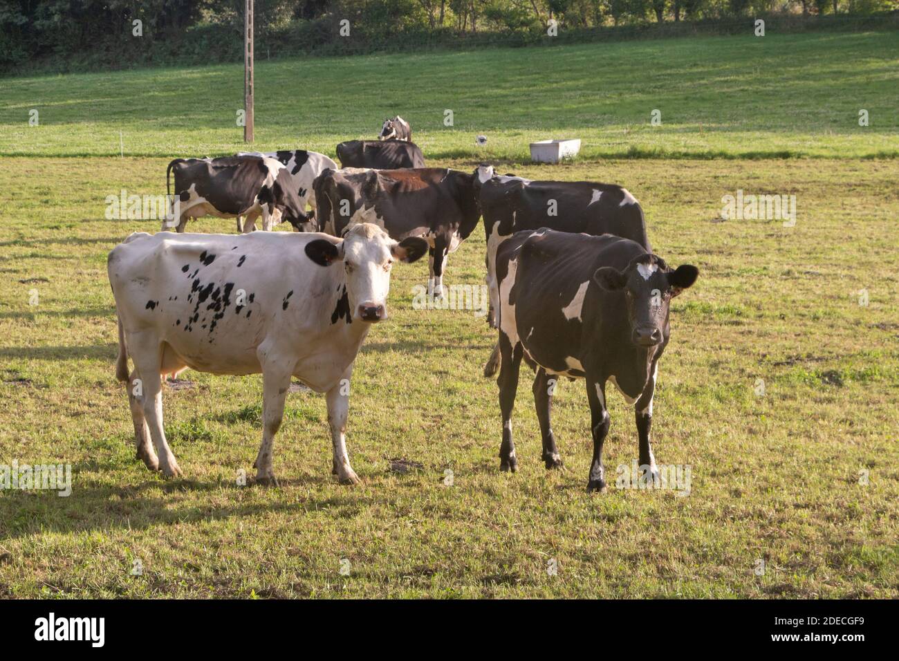 Holstein cows grazing in a field in Brittany Stock Photo - Alamy