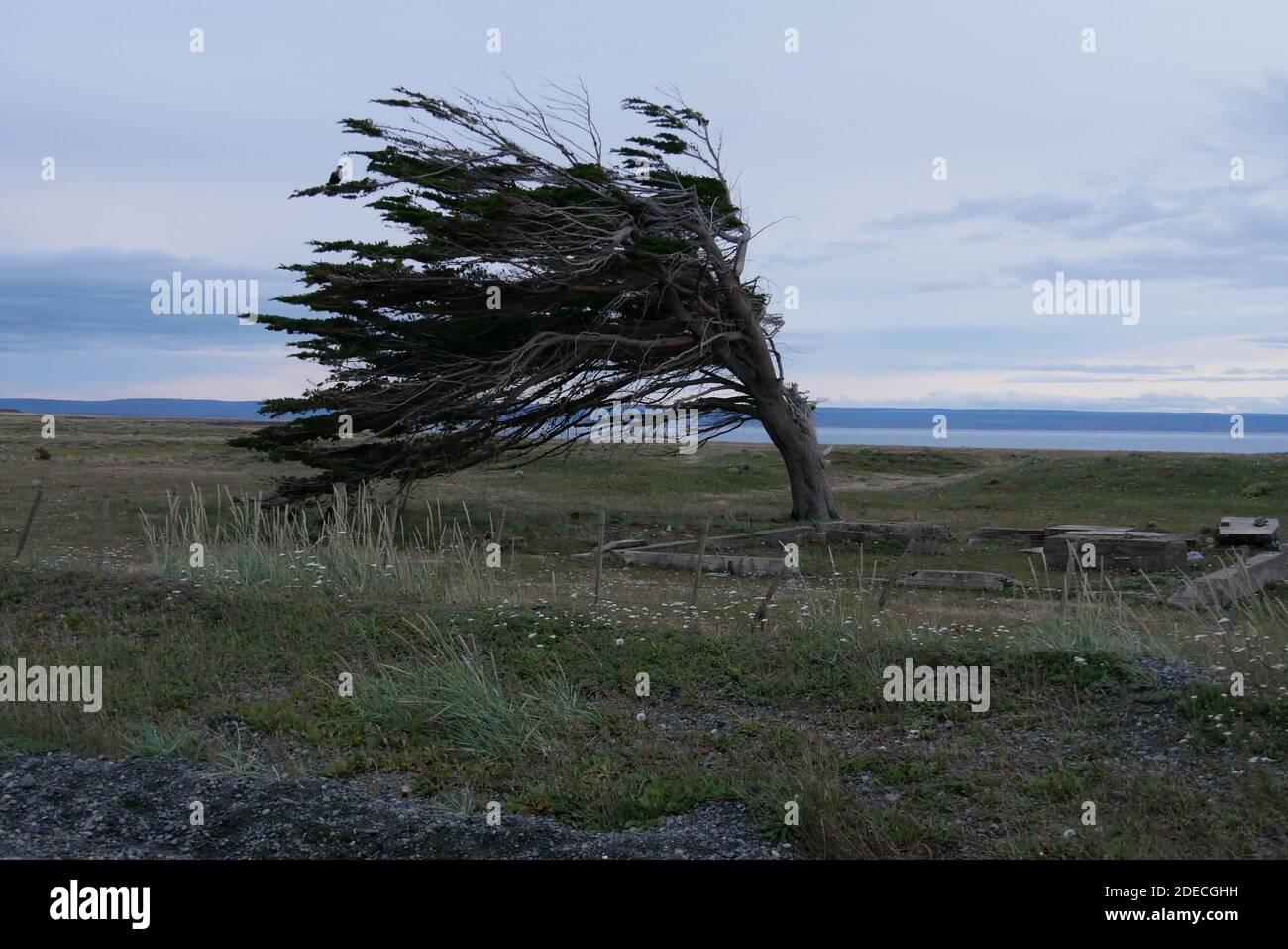Deformed tree hi-res stock photography and images - Alamy