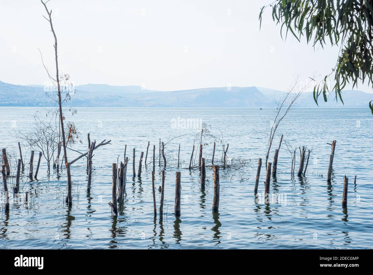 Trees and tree trunks sunk inside the Sea of Galilee. High quality ...