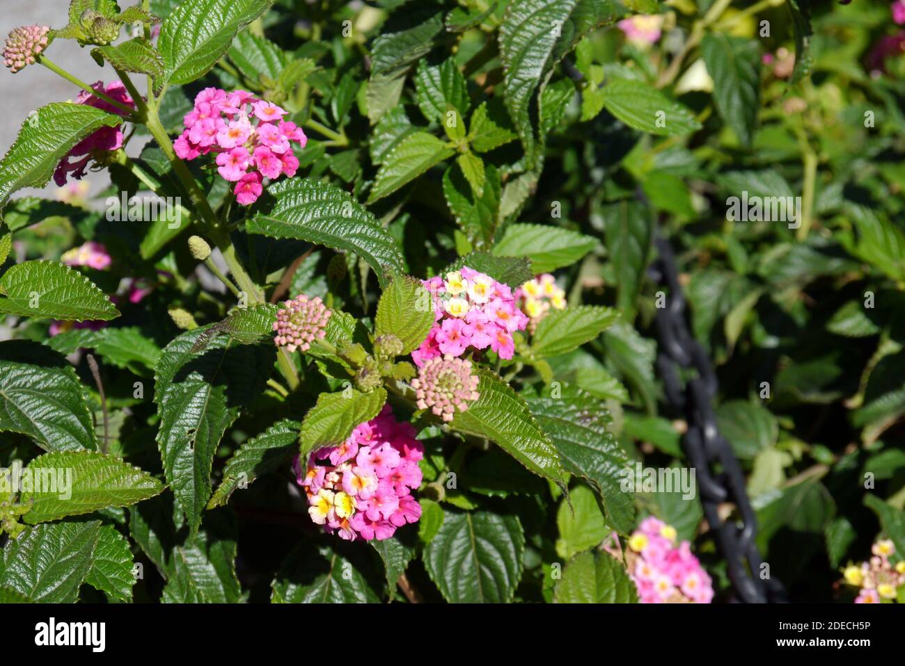Pink/Yellow Lantana camara 'Feston Rose' Flowers grown in the Border at ...