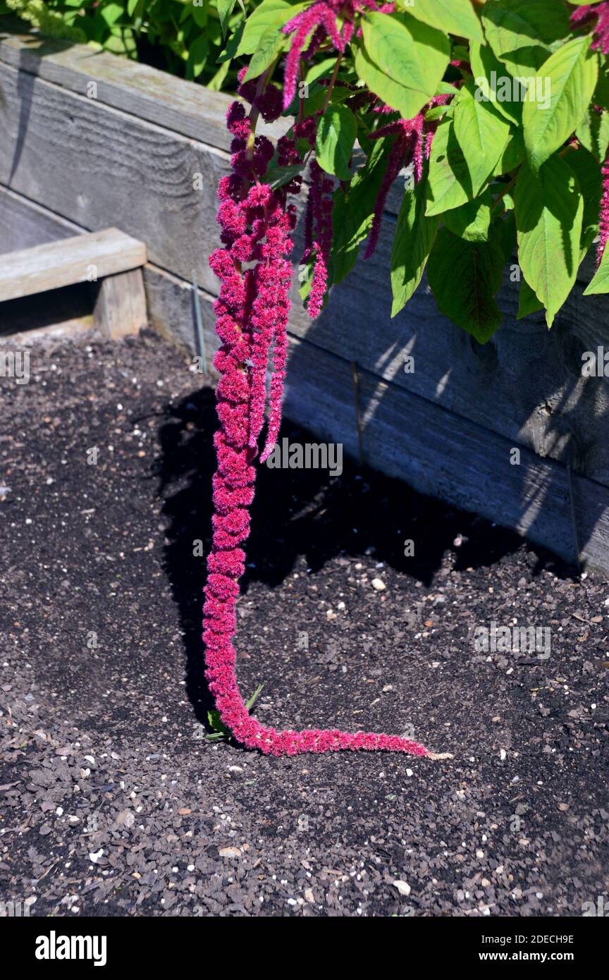 Red Amaranthus caudatus 'Pony Tails' Flowers (Love-lies-bleeding) on ...