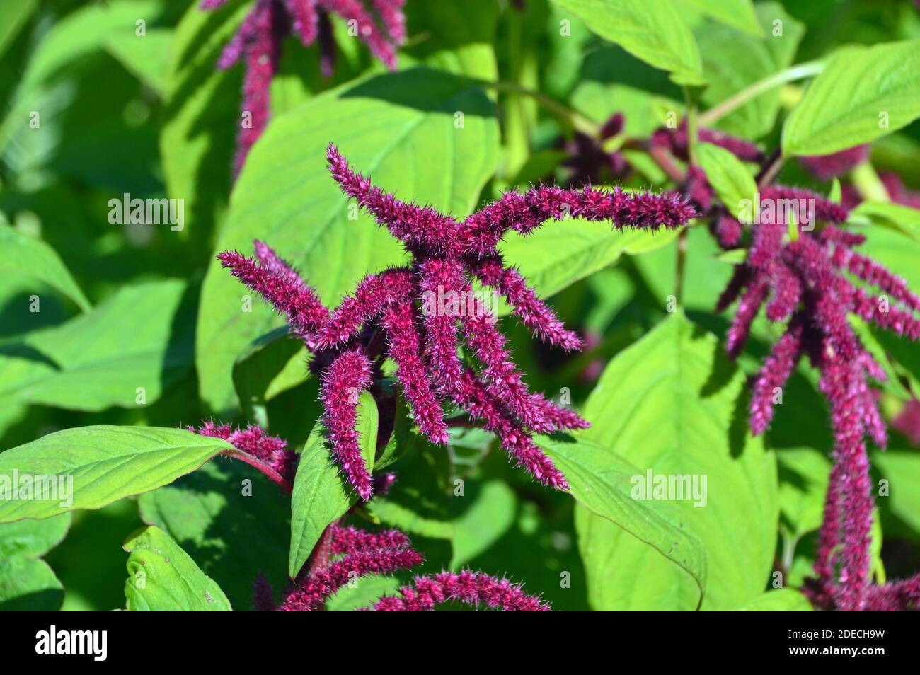 Red Amaranthus caudatus 'Pony Tails' Flowers (Love-lies-bleeding) on ...
