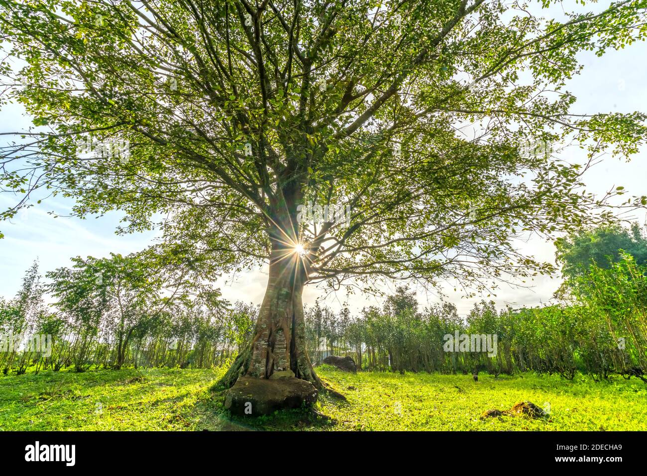 The old Bodhi tree is in the time of changing leaves in winter when the ...