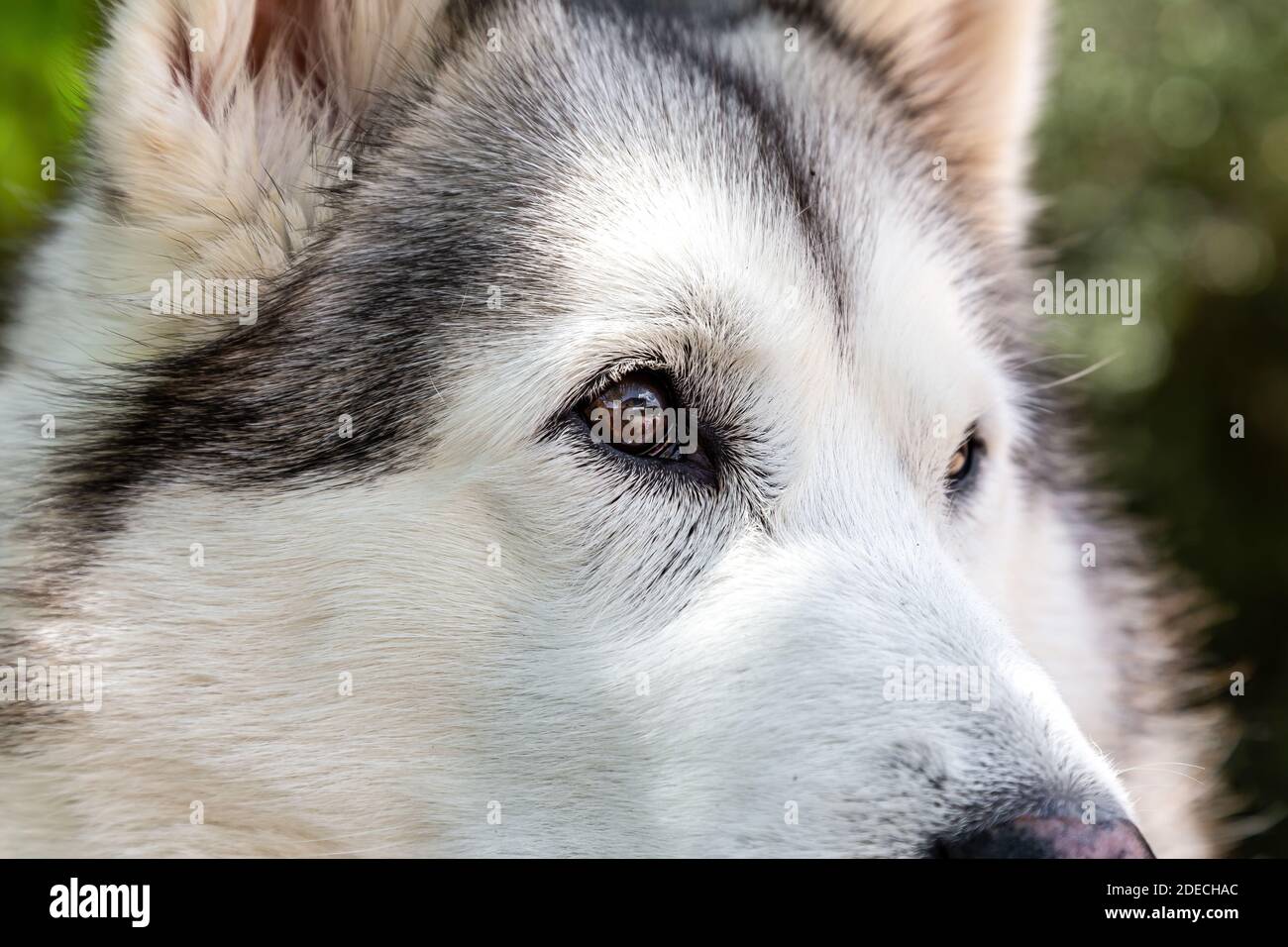 Portrait siberian husky hi-res stock photography and images - Alamy