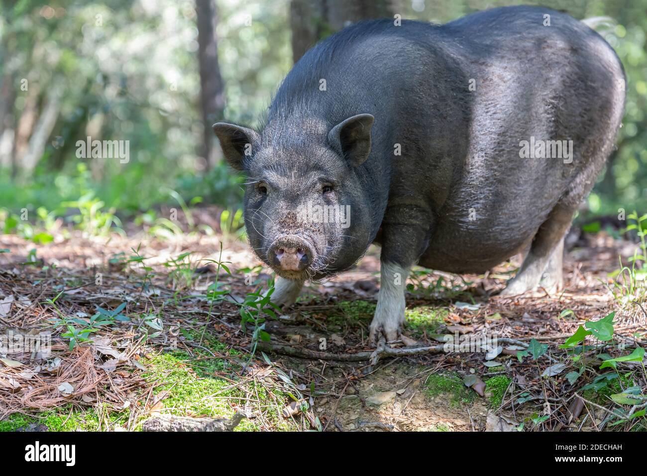 Vietnamese pot bellied pig hi-res stock photography and images - Alamy