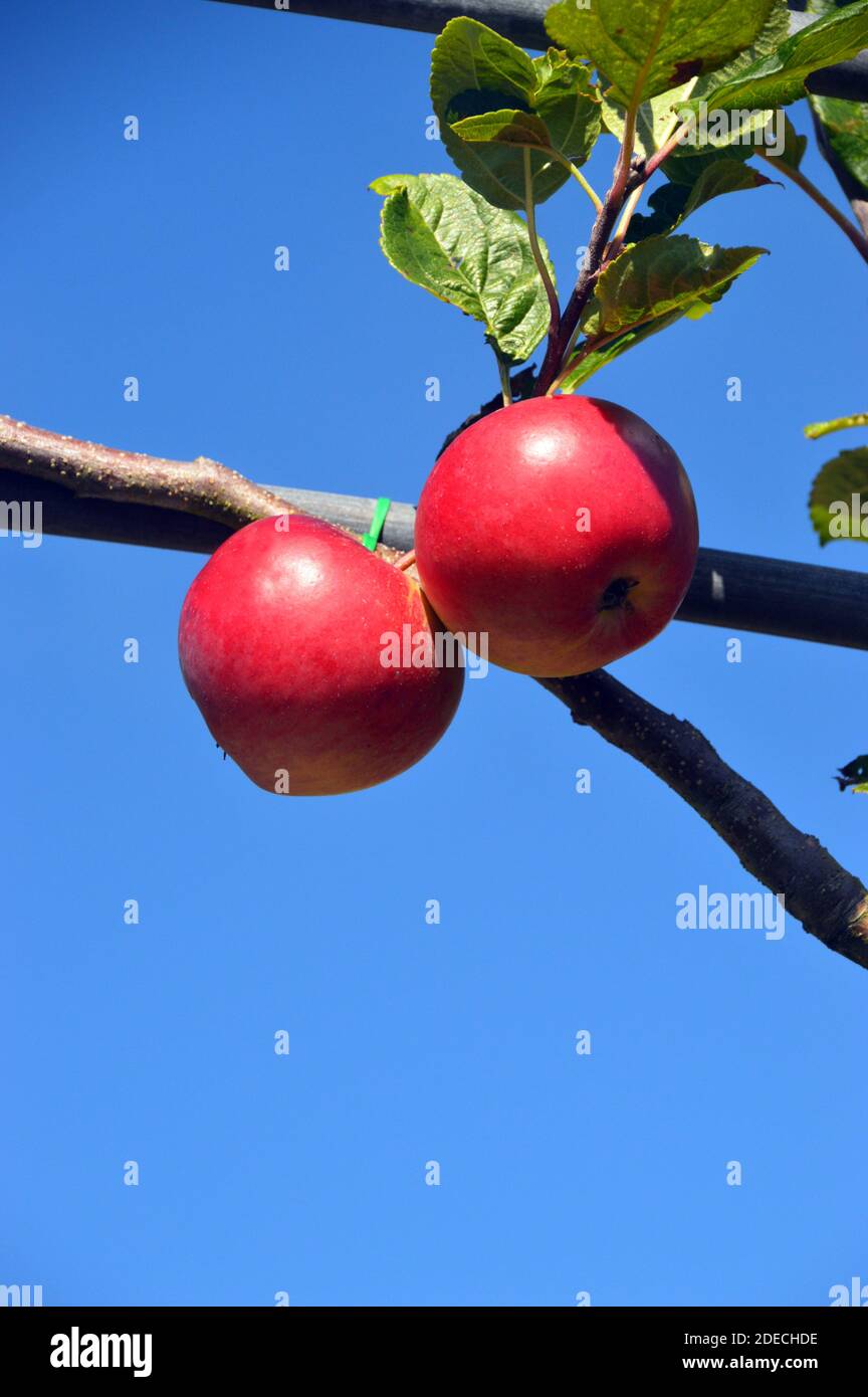 Malus Domestica 'Red Devil' Apples grown in the Orchard at RHS Garden ...