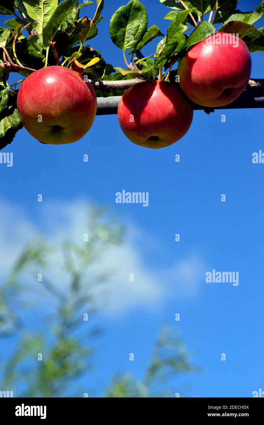 Malus Domestica 'Red Devil' Apples grown in the Orchard at RHS Garden ...