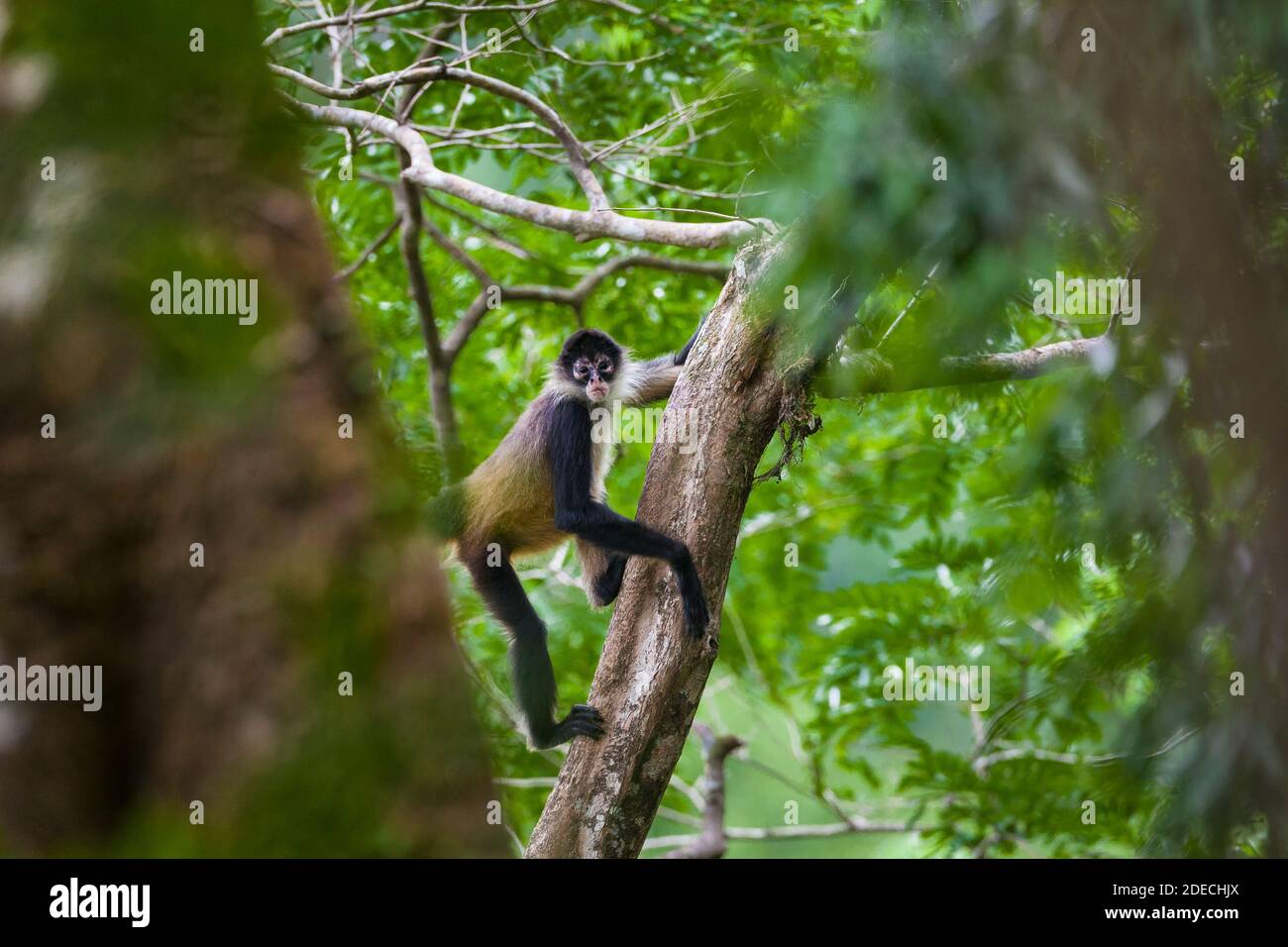 Panama wildlife with Azuero Spider Monkey, Ateles geoffroyi azuerensis ...