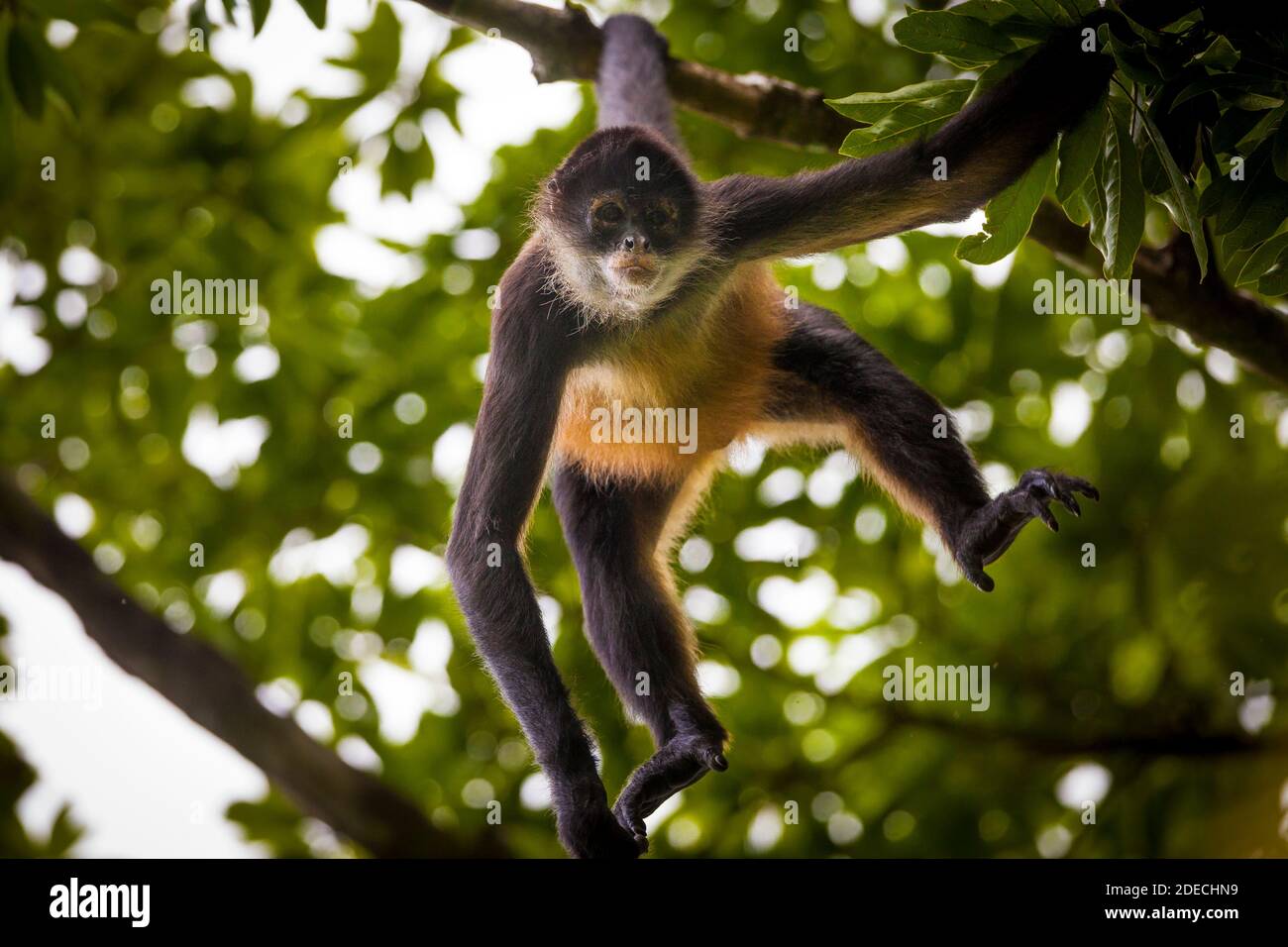 Panama wildlife with Azuero Spider Monkey, Ateles geoffroyi azuerensis ...