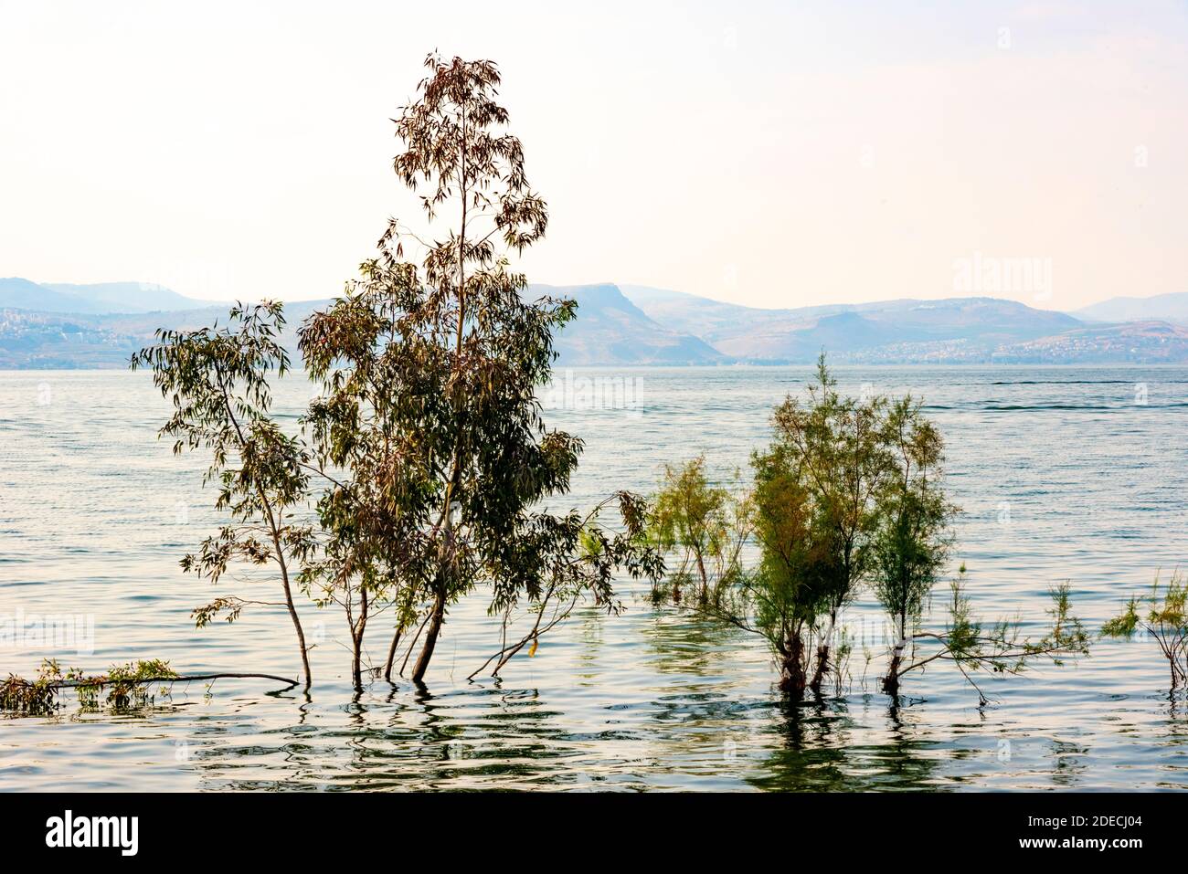 Trees and tree trunks sunk inside the Sea of Galilee. High quality ...