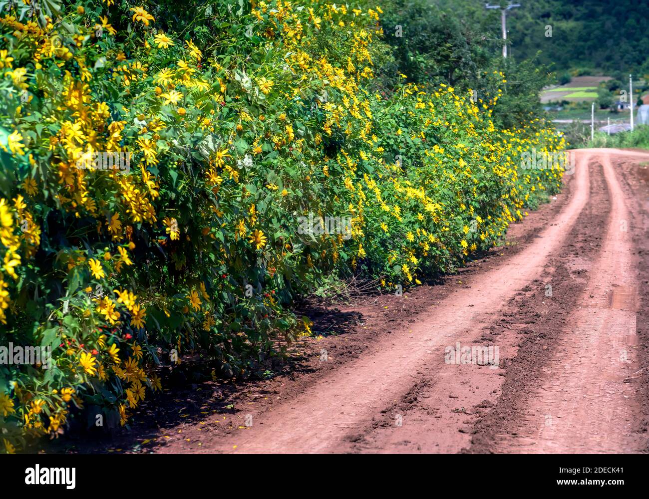 Beautiful road with wild sunflowe on both sides blooming golden in the ...