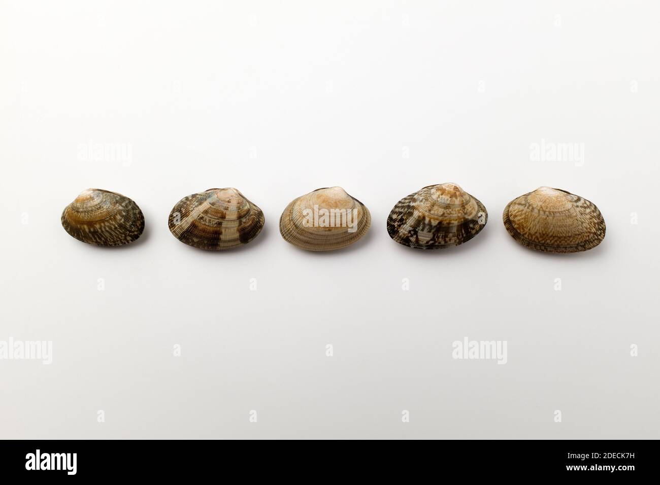 Pretty Shell High Resolution Stock Photography and Images - Alamy