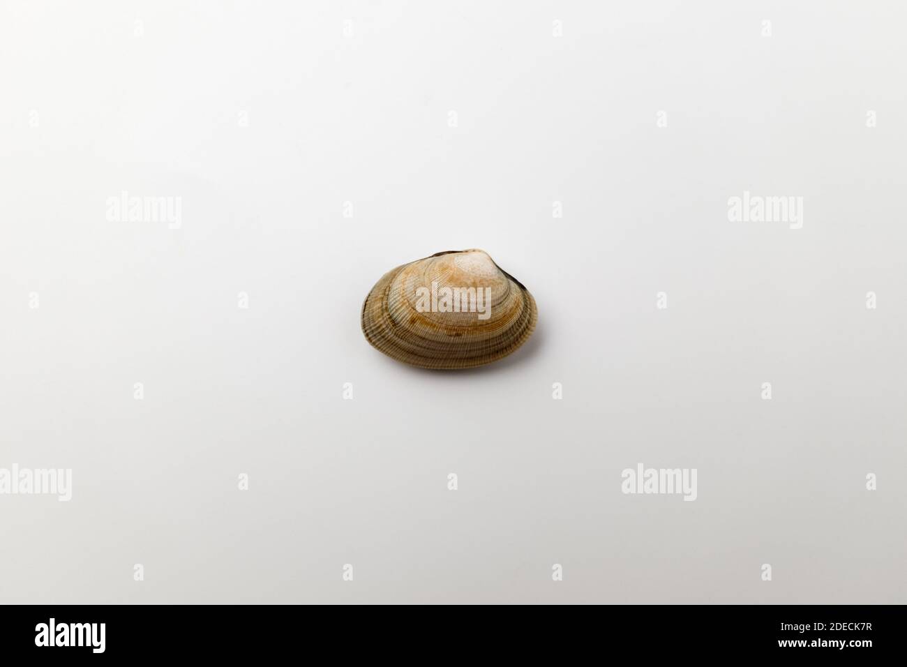 Clam clam on a white background Stock Photo - Alamy