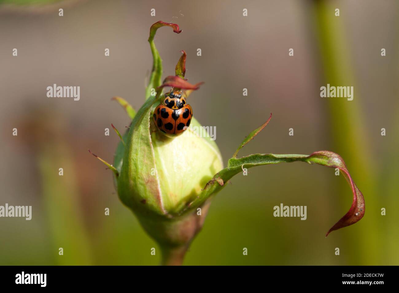 Sydney Australia, ladybird crawling across rose bud Stock Photo - Alamy