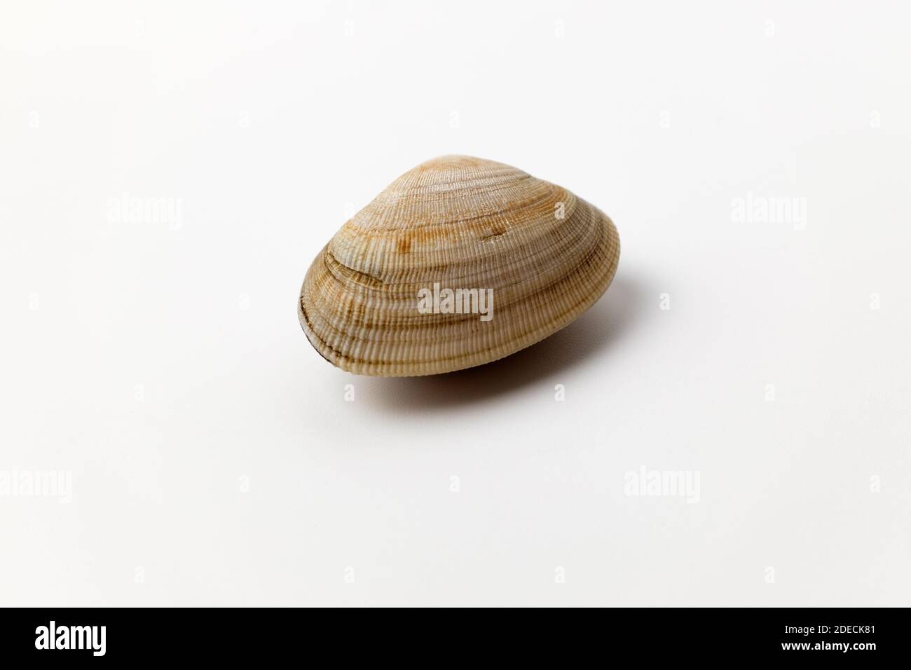 Clam clam on a white background Stock Photo - Alamy