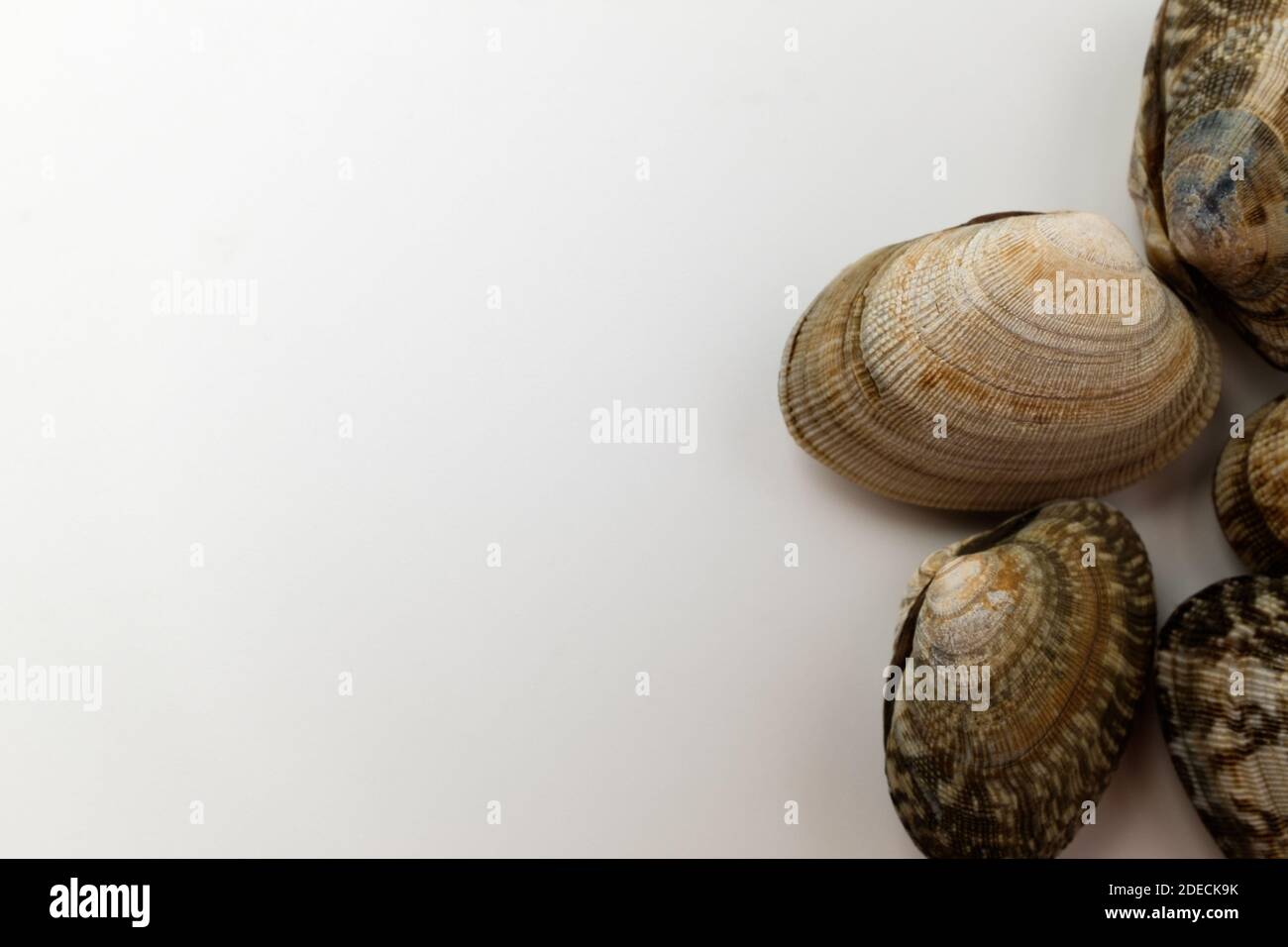 Pretty Shell High Resolution Stock Photography and Images - Alamy