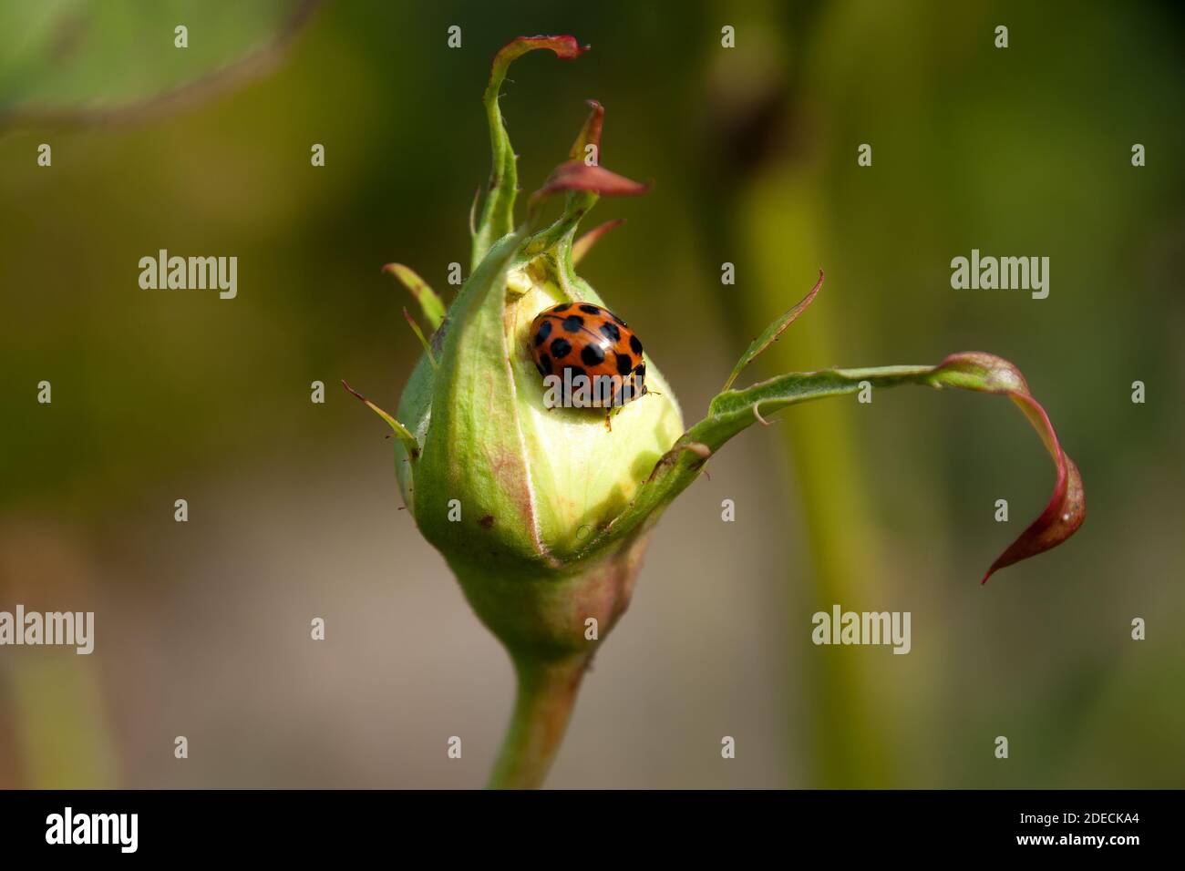 Ladybird australia hi-res stock photography and images - Alamy