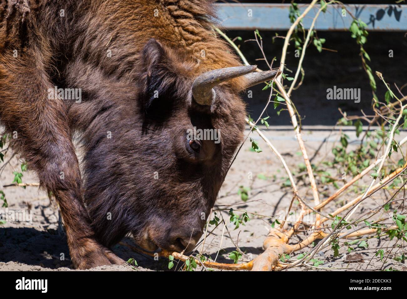 Portrait of primal beast muzzle of Mongolian yak Stock Photo - Alamy