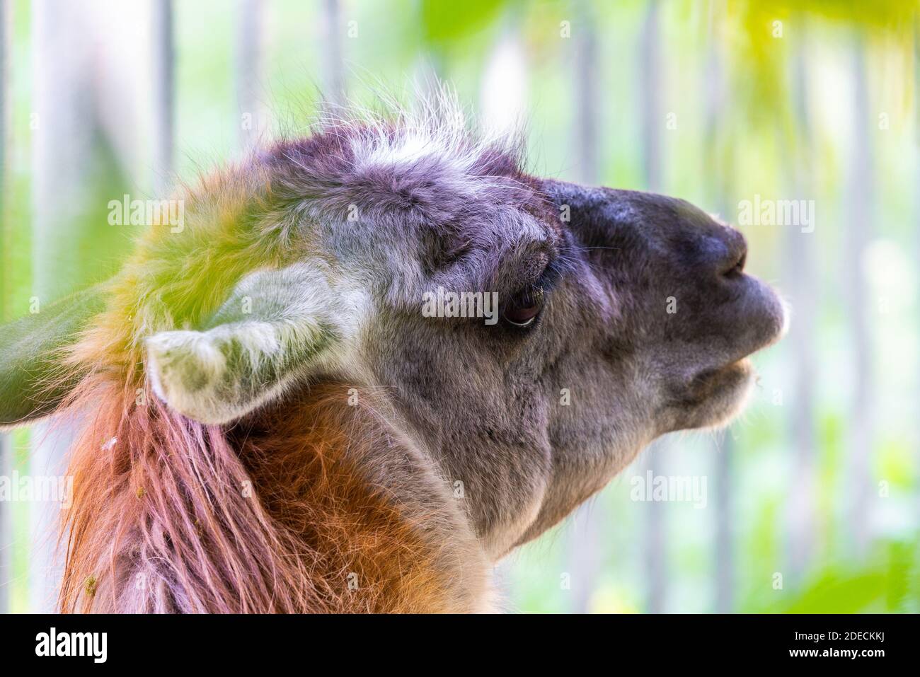 Headshot Of An Adult Female Lama Glama. Selective focus, filtered image ...