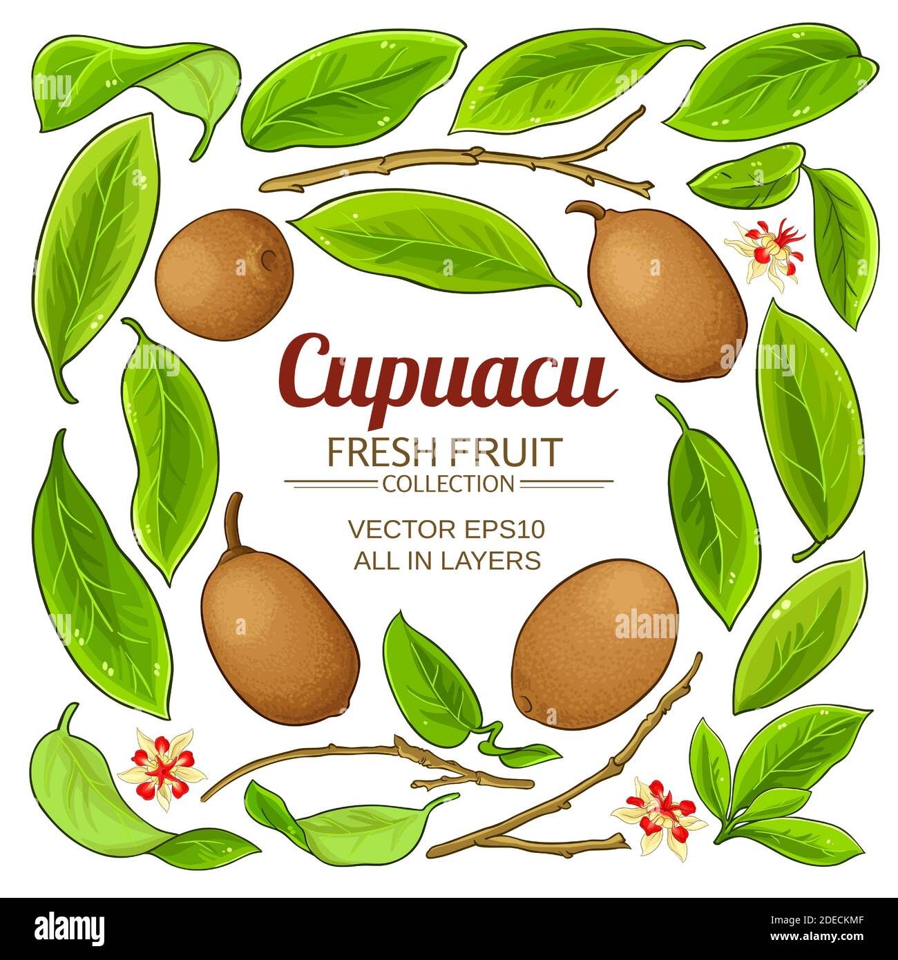 cupuacu elements set Stock Vector Image & Art - Alamy