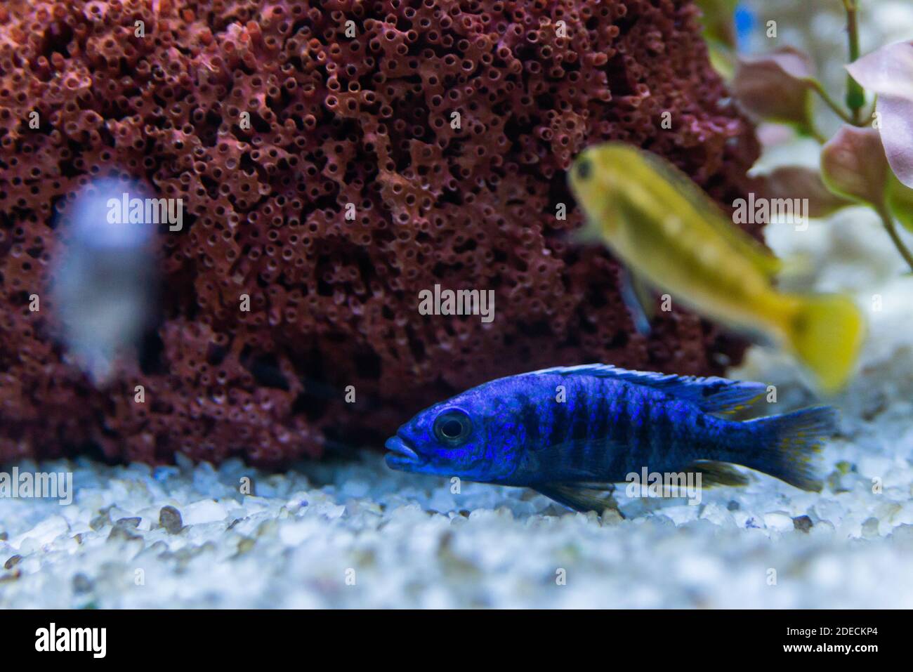 Cichlid or Cichlidae blue tropical fish in aquarium. African Cichlid ...