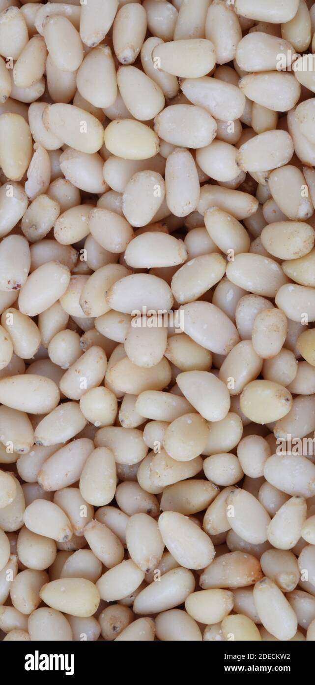 many cedar nut at day Stock Photo - Alamy