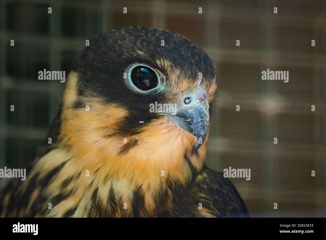Portrait of Red-footed Falcon female, Falco vespertinus Stock Photo - Alamy