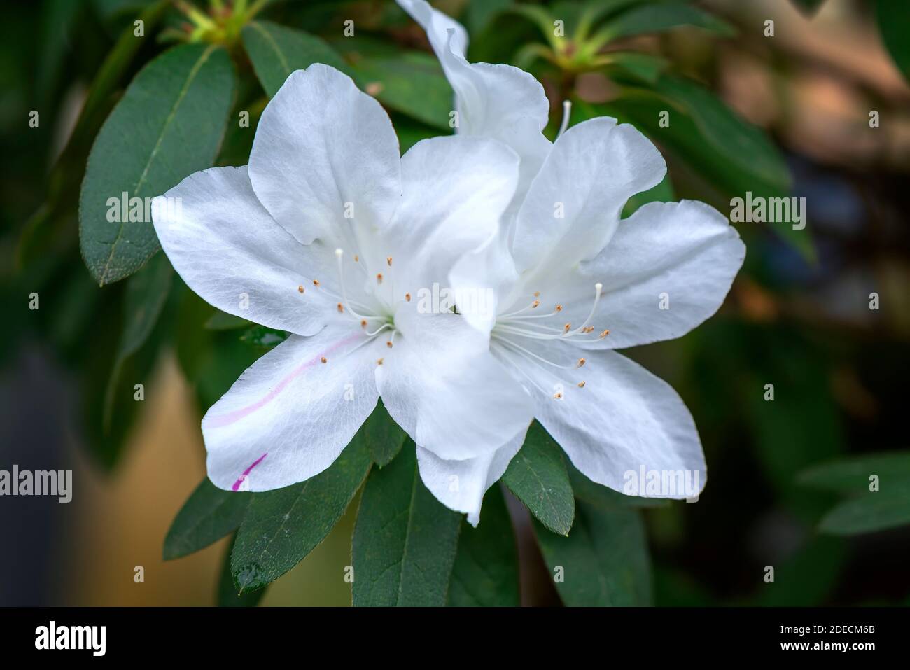 White azaleas bloom in the ecological garden. Flowers suitable for cold ...