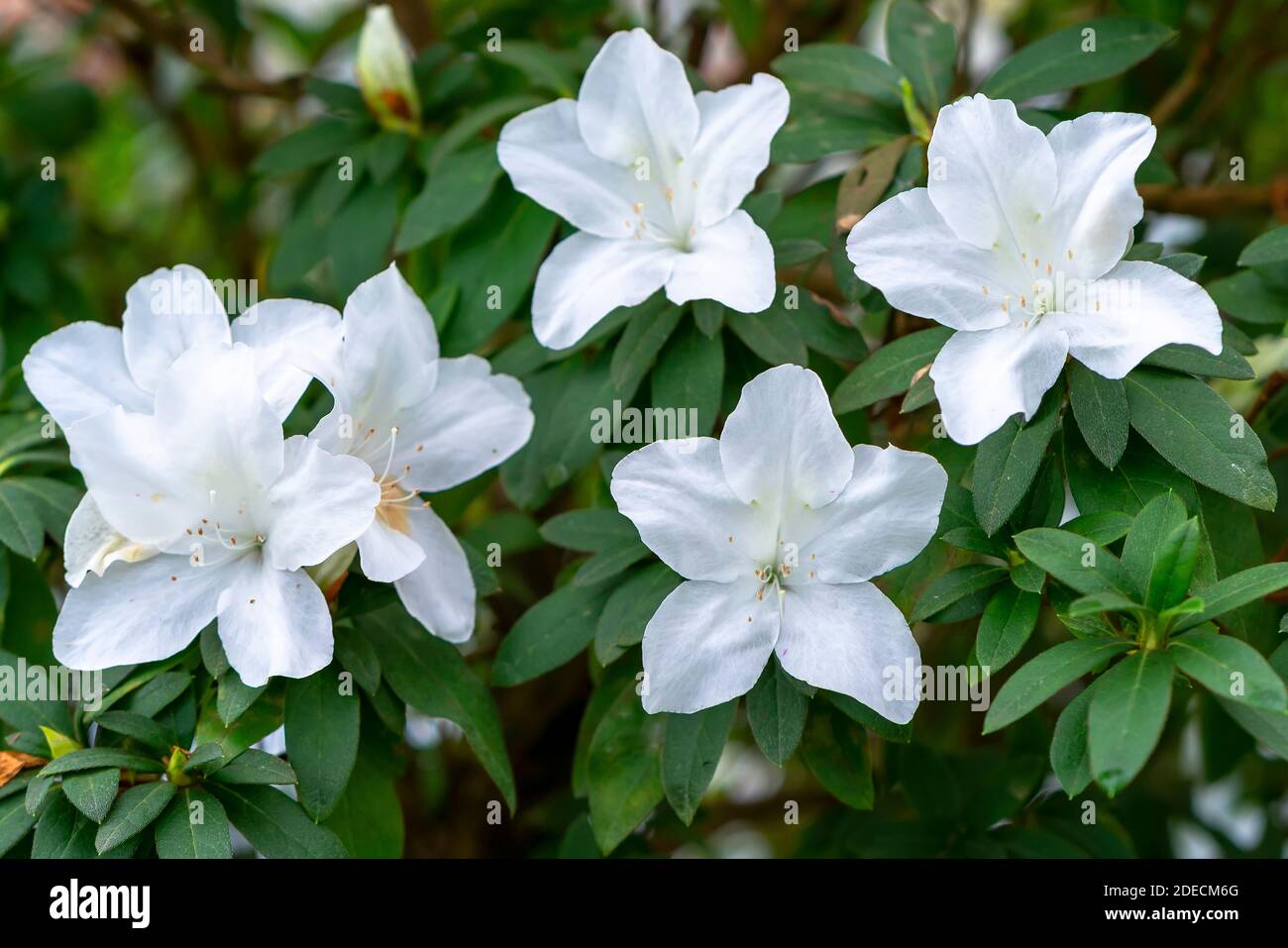 White azaleas bloom in the ecological garden. Flowers suitable for cold ...