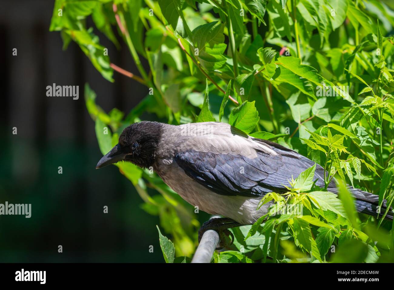Grey crow in city park. Advanced species of commensal animals Stock ...