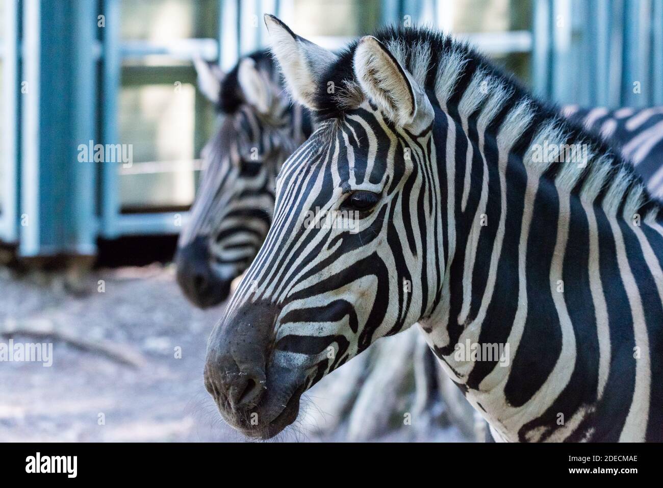 Portrait of zebra in zoo. Wild animal in captivity Stock Photo - Alamy