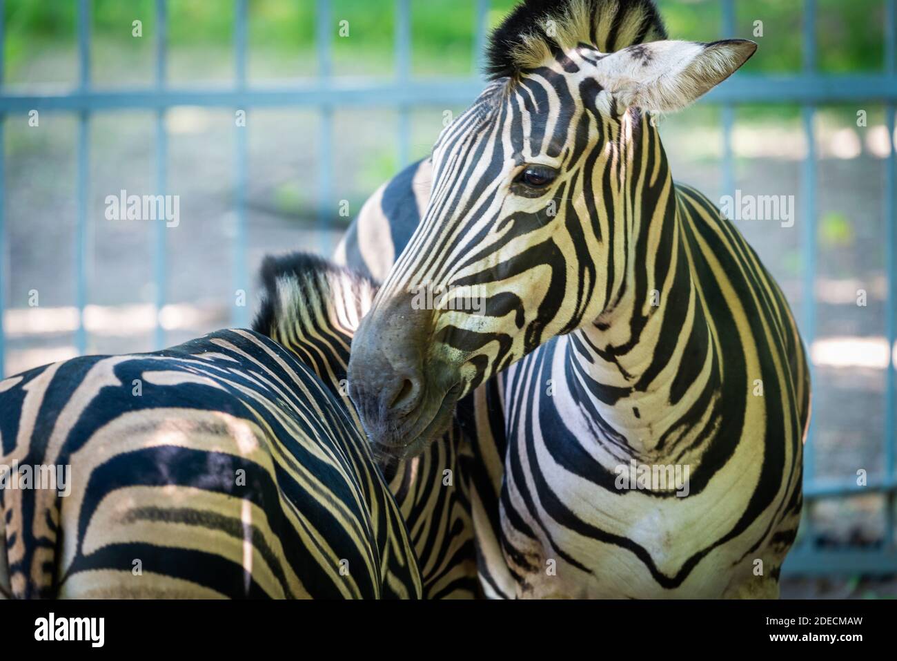 Portrait of zebra in zoo. Wild animal in captivity Stock Photo - Alamy