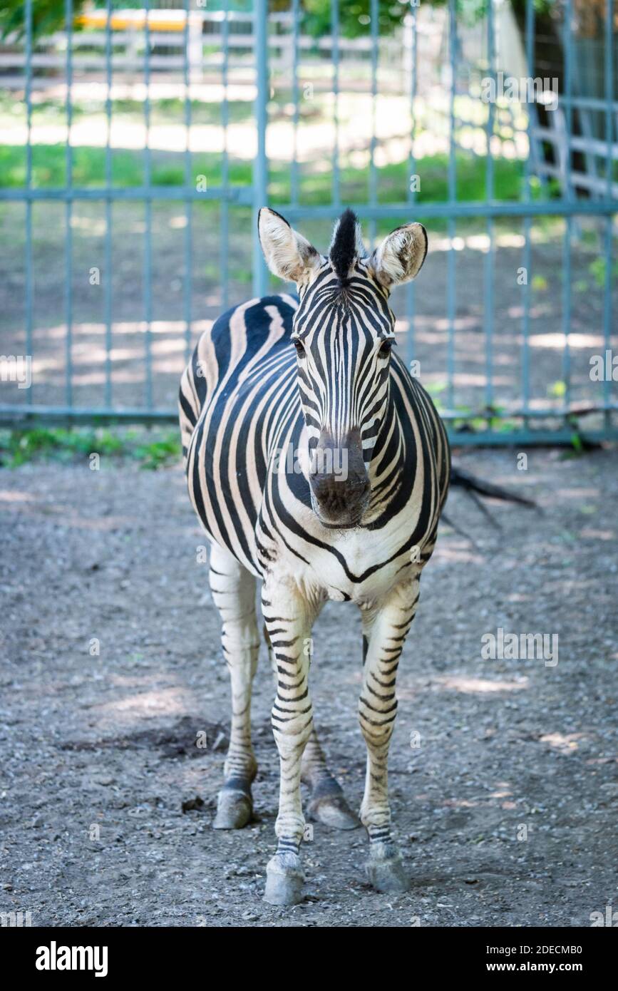 Portrait of zebra in zoo. Wild animal in captivity Stock Photo - Alamy
