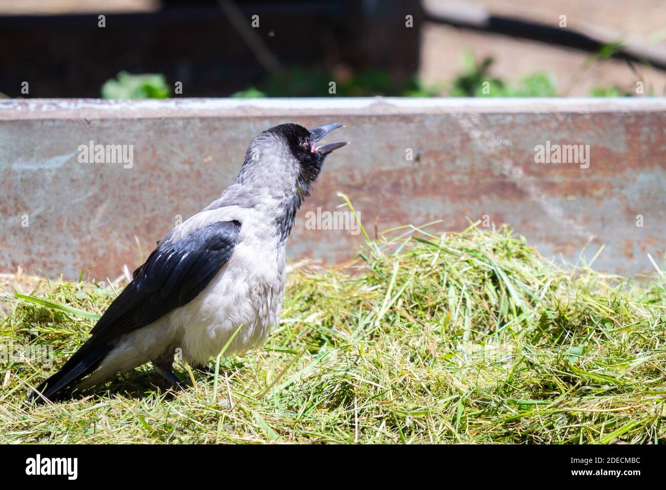 Grey crow in city park. Advanced species of commensal animals Stock ...