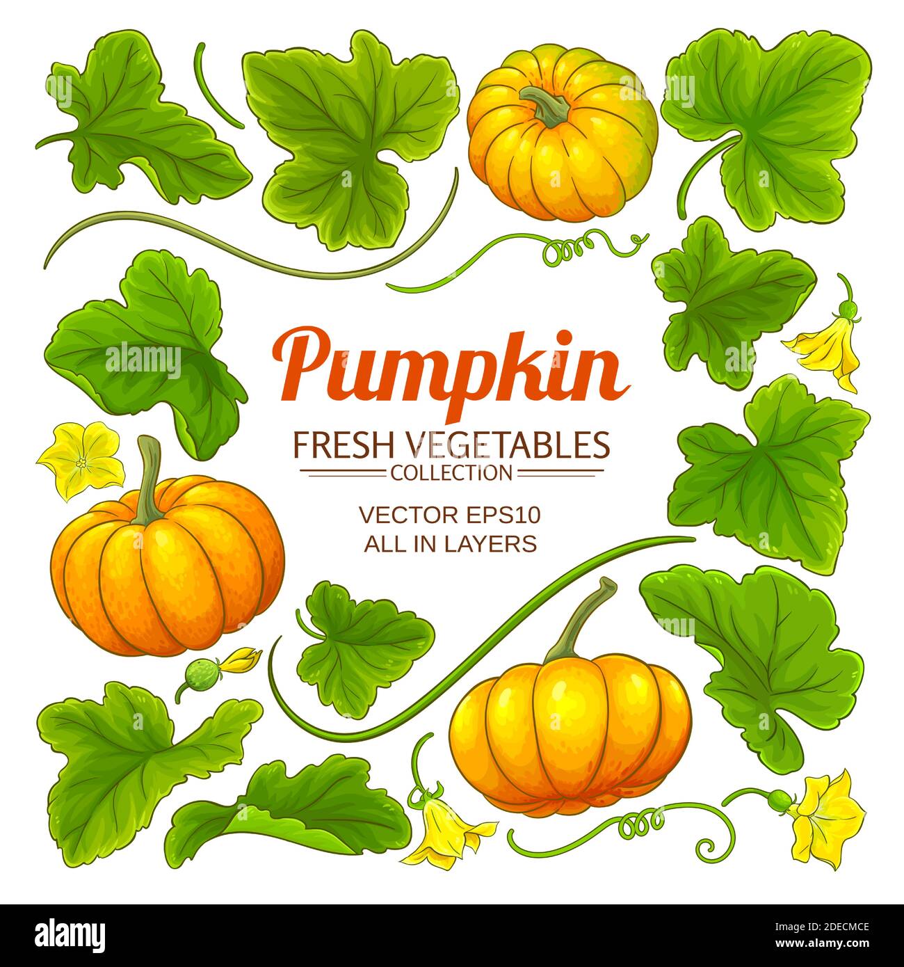 Green pumpkin plant Stock Vector Images - Alamy