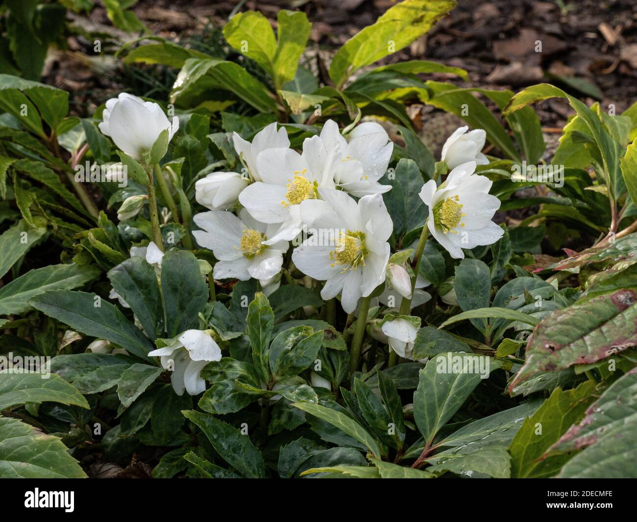 Helleborus Jacob