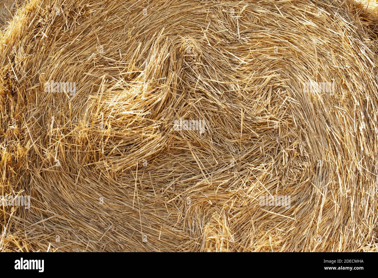 round stacks of dry grass hay stacked for storage Stock Photo - Alamy