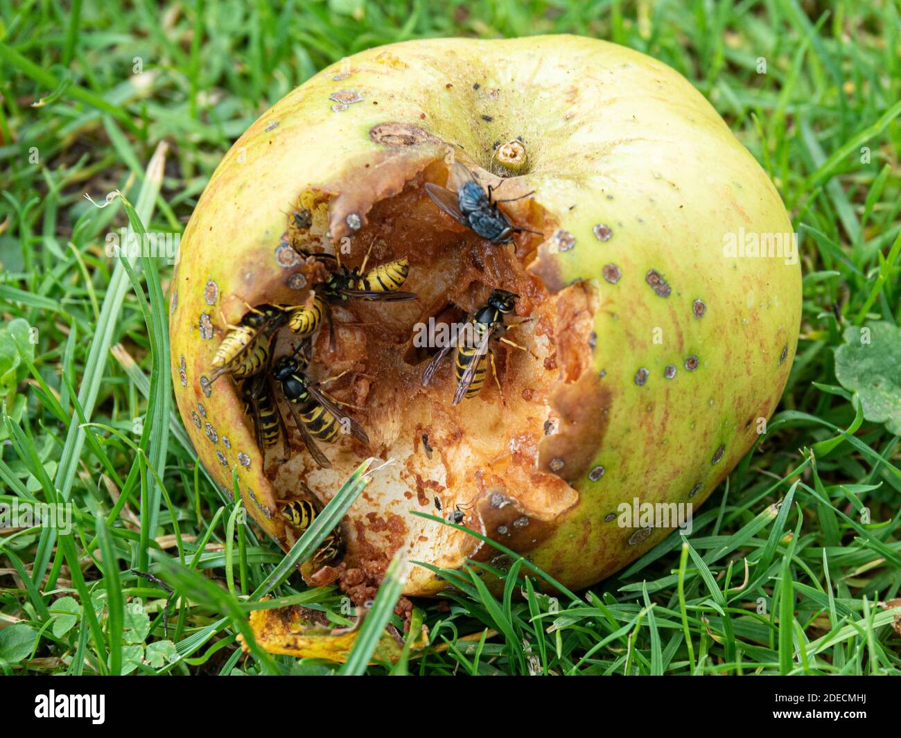 A close up of wasps and flies feeding on a fallen Bramley apple Stock ...