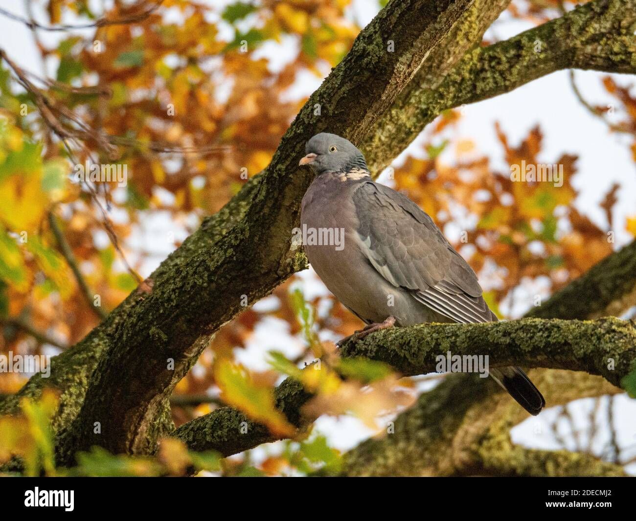 Wood pigeon in wood hi-res stock photography and images - Alamy
